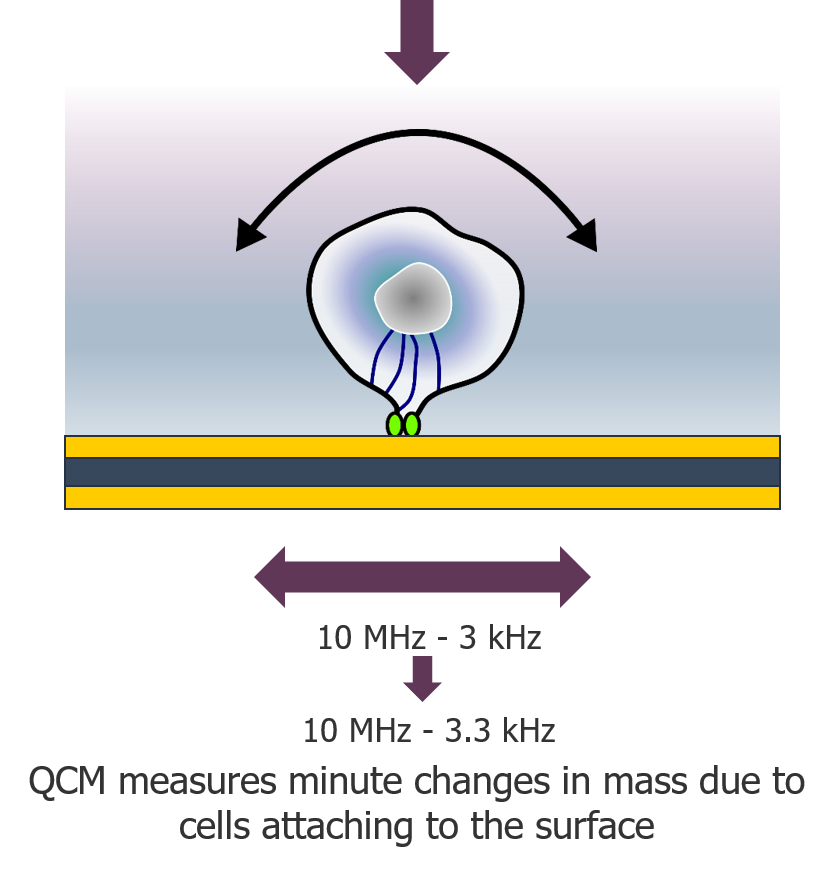 invitrometrix - Cell Culture on Discovery-Q